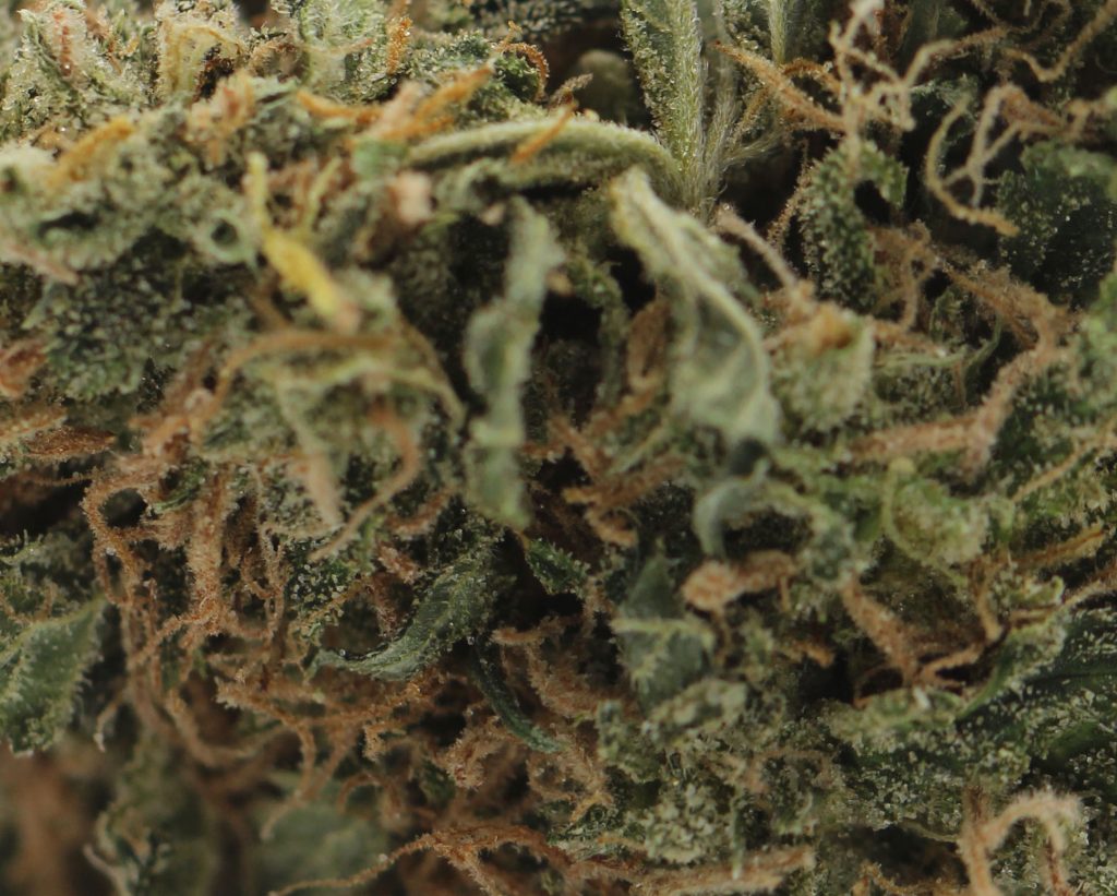 Gelato (AA+) $3.14/gram - Crazycannabis Online Dispensary Canada | Buy ...