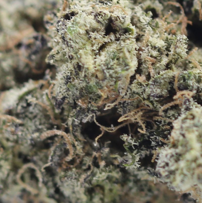 Home of Crazy Cannabis - Crazycannabis Online Dispensary Canada | Buy ...