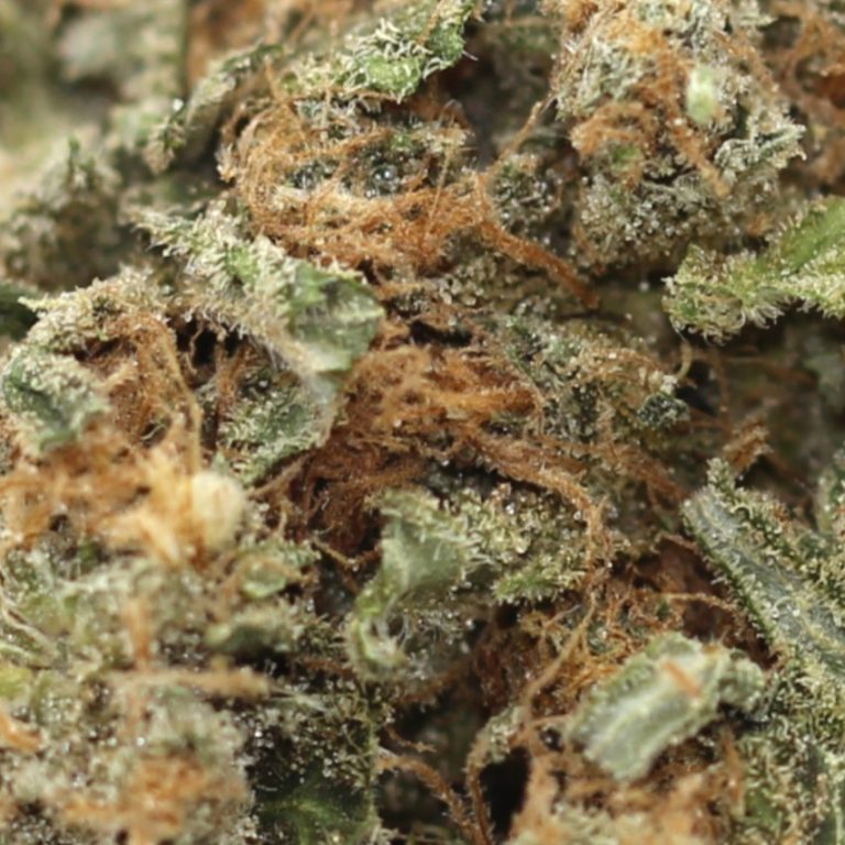 Home of Crazy Cannabis - Crazycannabis Online Dispensary Canada | Buy ...