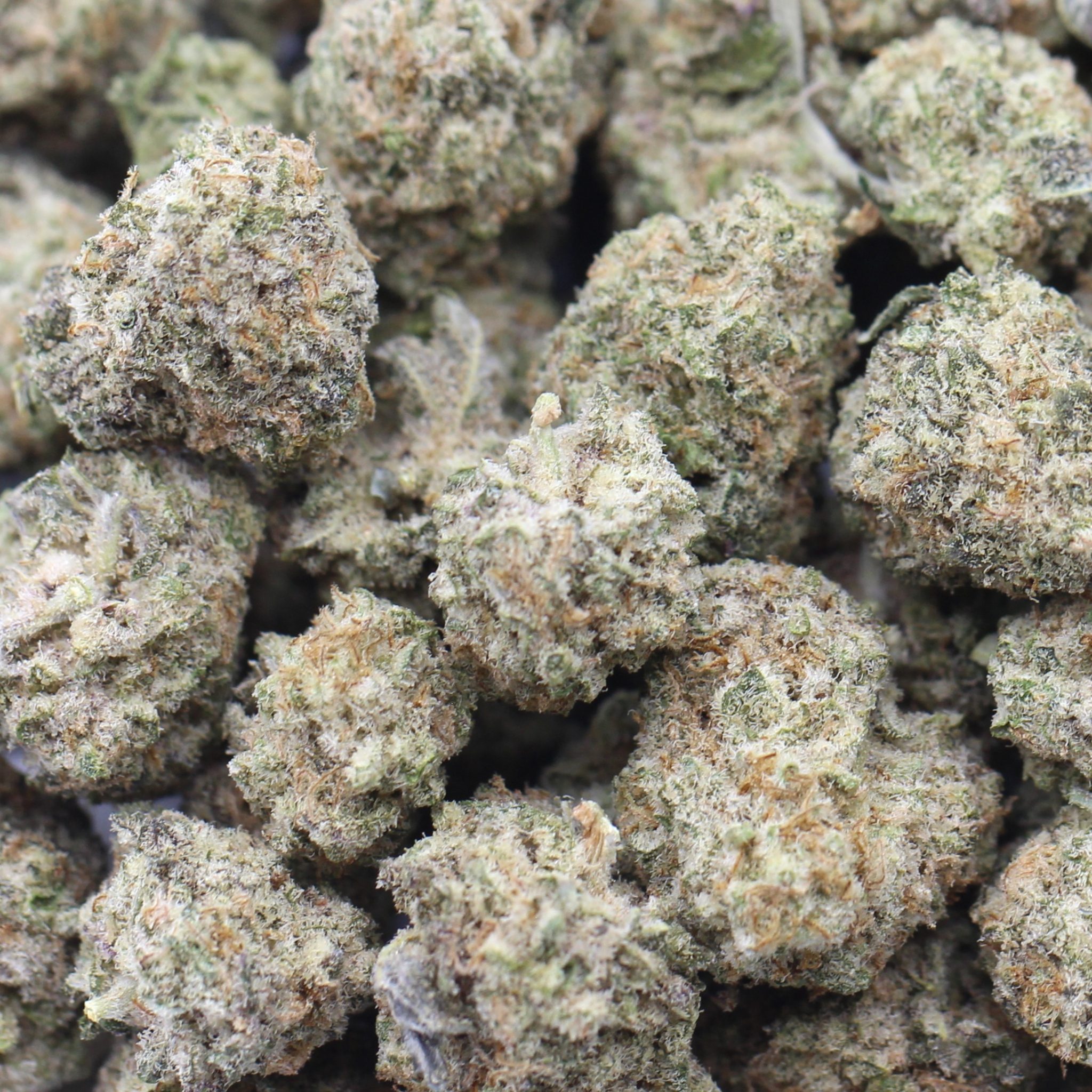 Home of Crazy Cannabis - Crazycannabis Online Dispensary Canada | Buy ...